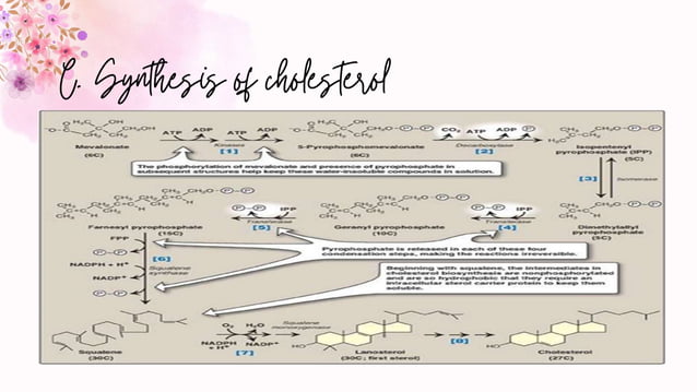 synthesis of Cholesterol.pptx
