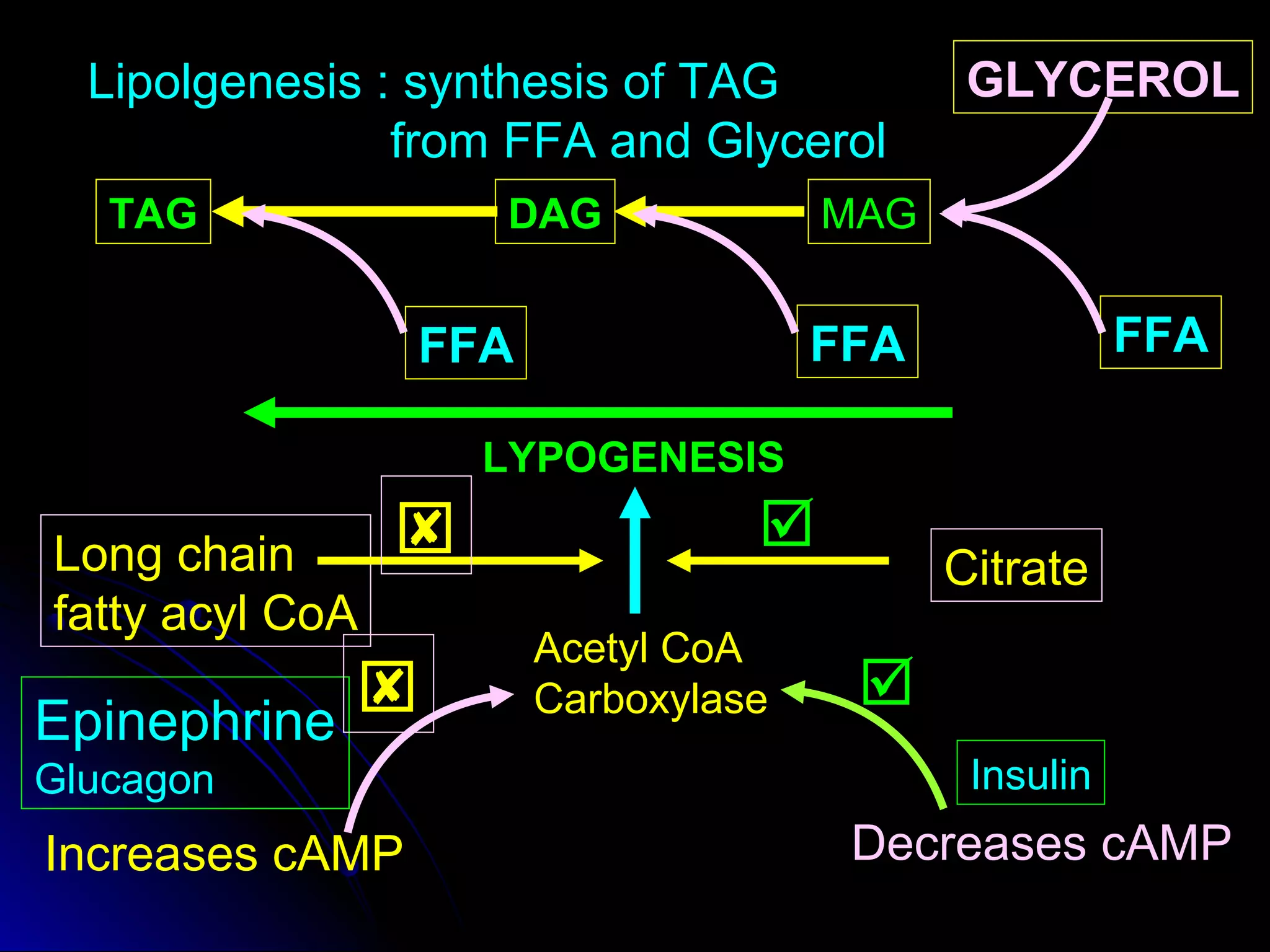 Synthesis of Phospholipid Elongtion of FA & lipolysis short topics | PPT