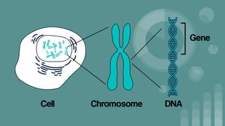 Synthesis of gene | PPTX
