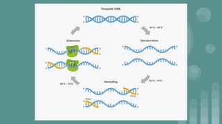 Synthesis of gene | PPTX