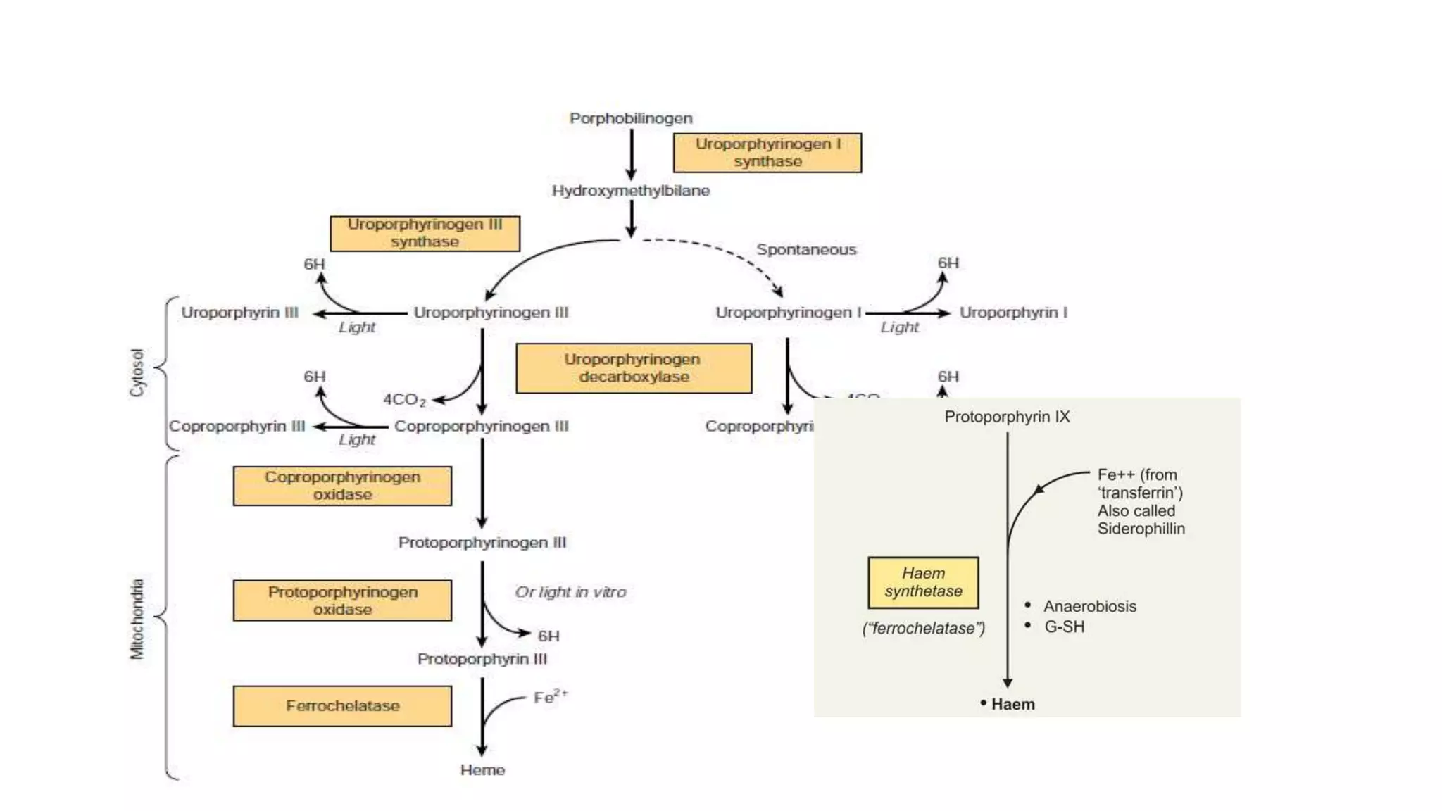Synthesis of heam 20 21 | PPT