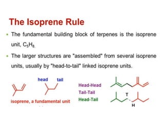 Isoprene Units