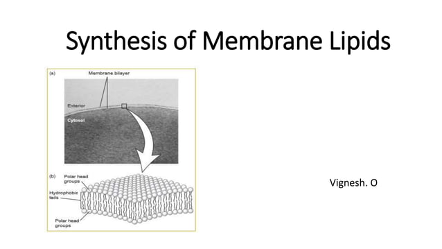 Synthesis of Membrane Lipids | PPTX | Chemistry | Science