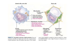Synthesis of Membrane Lipids | PPTX