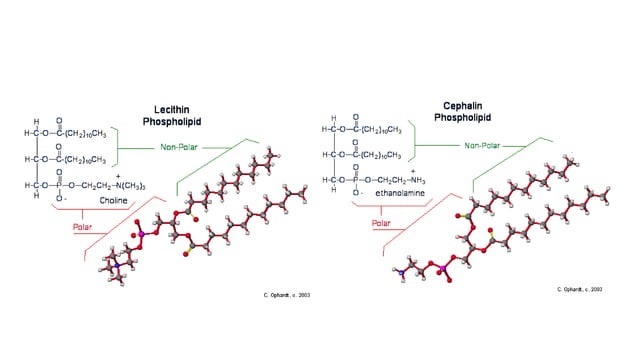 Synthesis of Membrane Lipids | PPTX | Chemistry | Science