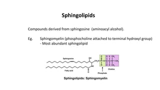 Synthesis of Membrane Lipids | PPTX