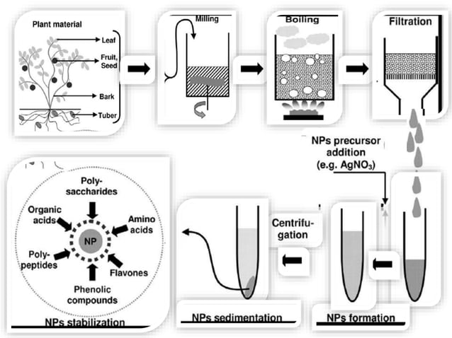 Synthesis of Nano particles by Plant Extracts.ppt | Chemistry | Science