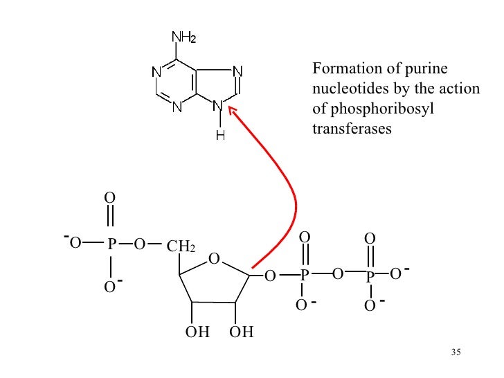 Synthesis Of Nucleotides 11