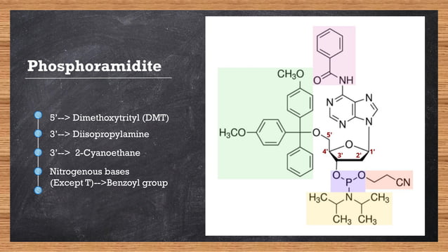 Synthesis Of Oligonucleotides By Phosphoramidite Method Pdf Chemistry Science