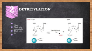 Synthesis of oligonucleotides by phosphoramidite method | PDF