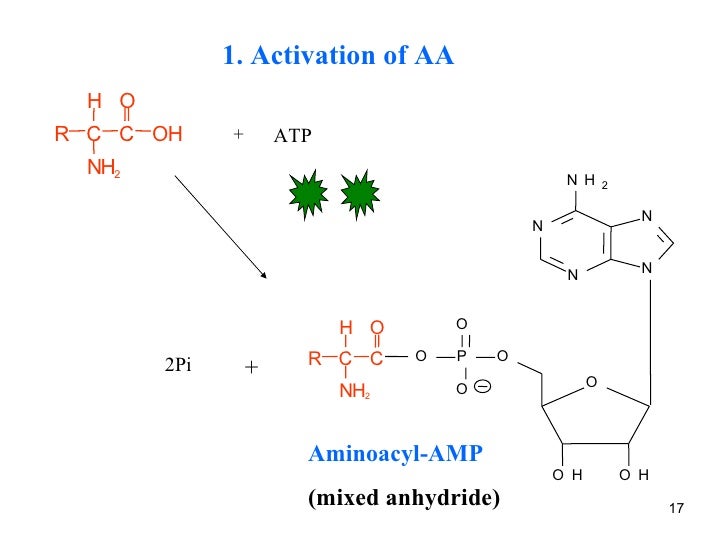 Synthesis of proteins__regulation_11