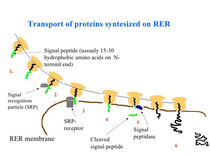 Synthesis of proteins__regulation_11