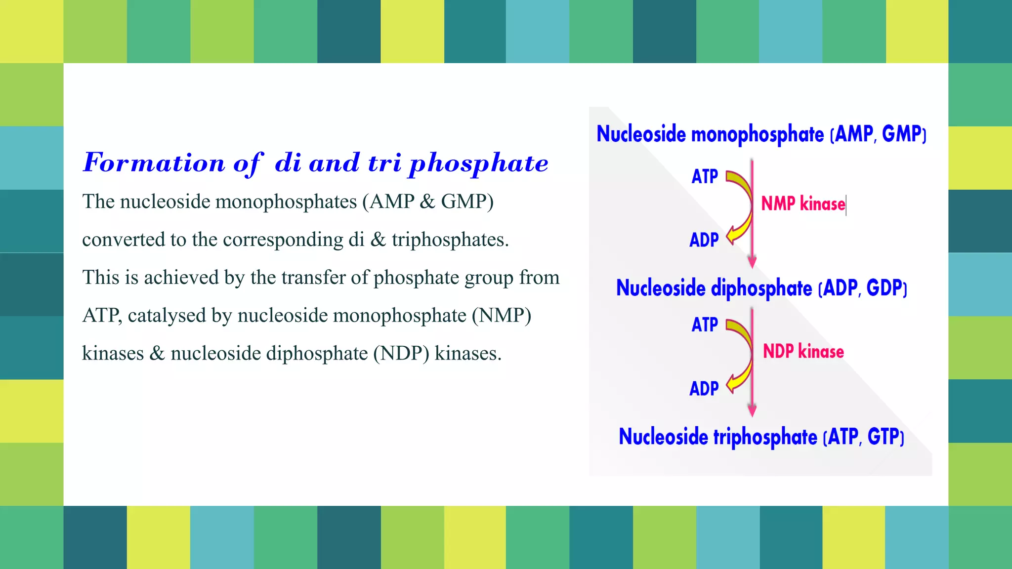 Synthesis of purines and pyrimidines | PDF