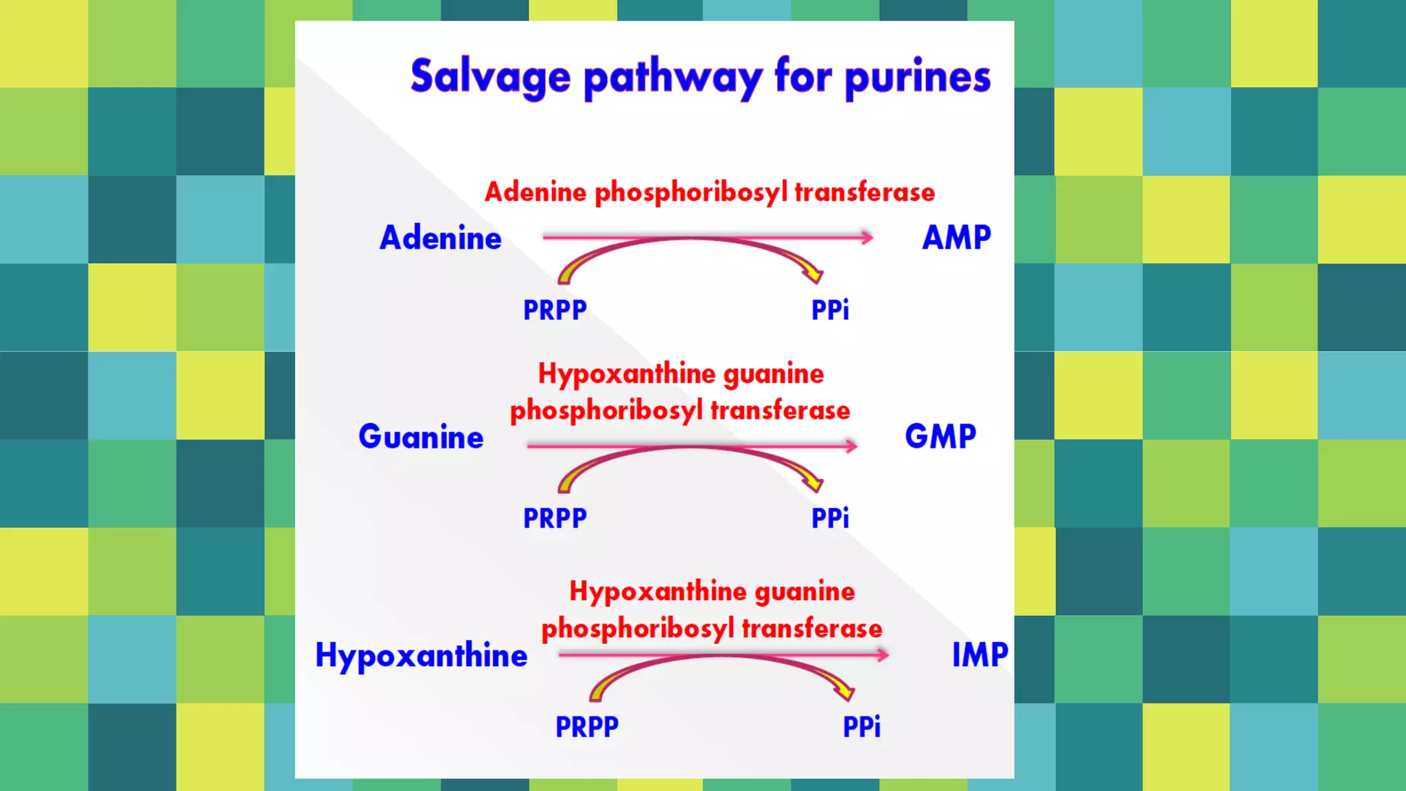 Synthesis of purines and pyrimidines | PDF