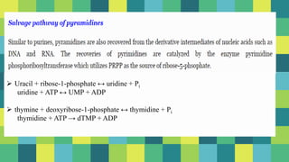 Synthesis of purines and pyrimidines | PDF