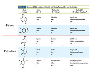 Synthesis of Pyrimidines and Purines.pptx