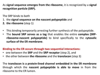 Synthesis of secretory Cell wall is a part of cell structure that covers it from outside | PPT