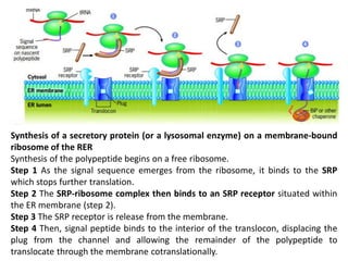 Synthesis of secretory Cell wall is a part of cell structure that ...