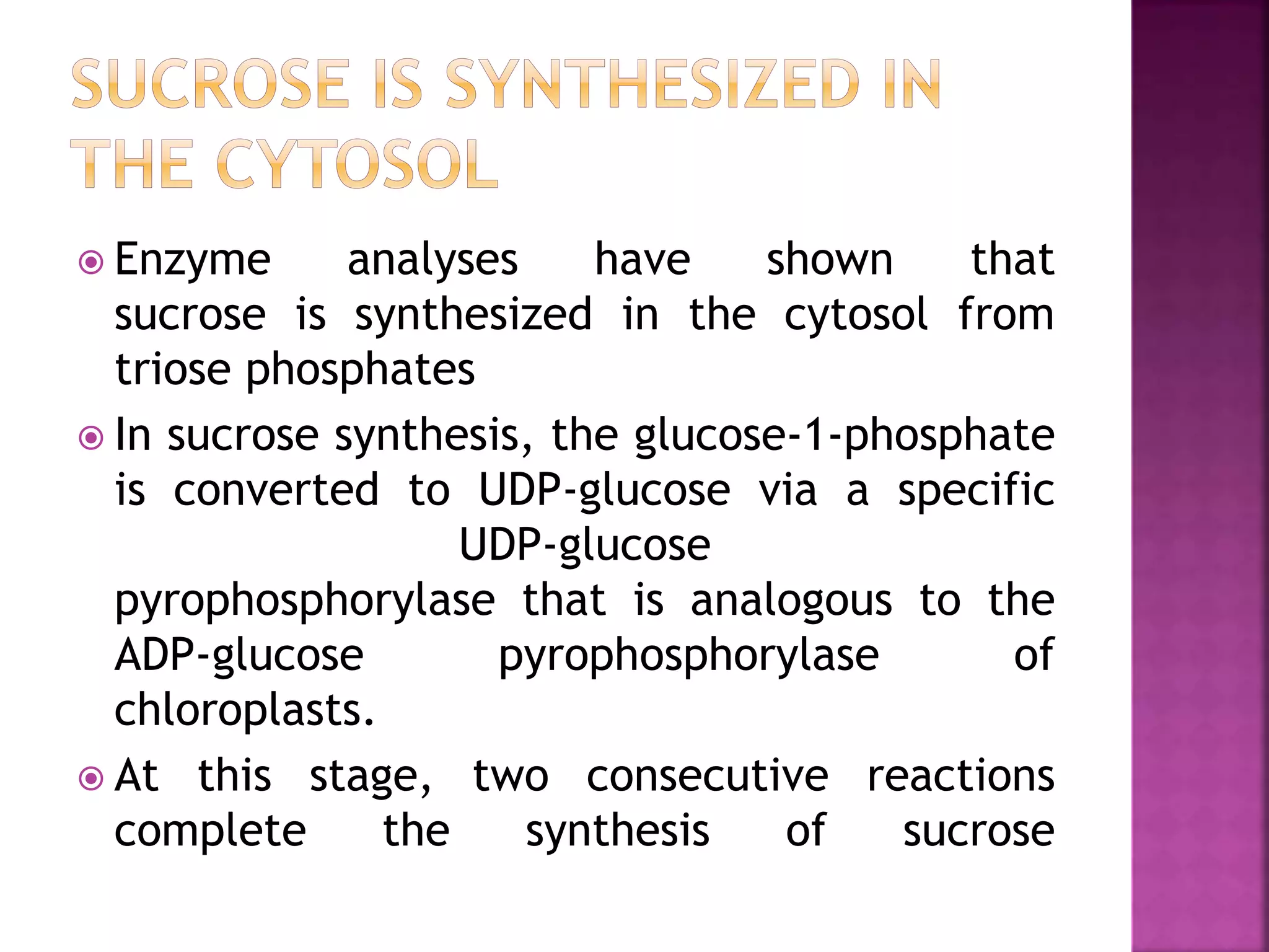 Synthesis of Sucrose and Starch synthesis | PPTX