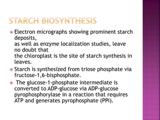 Synthesis of Sucrose and Starch synthesis | PPTX