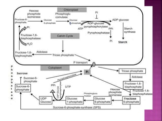Synthesis of Sucrose and Starch synthesis | PPTX