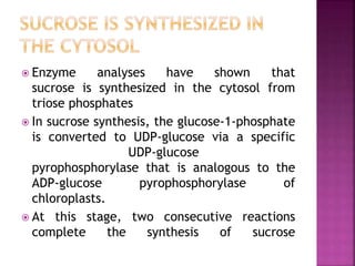 Synthesis of Sucrose and Starch synthesis | PPTX