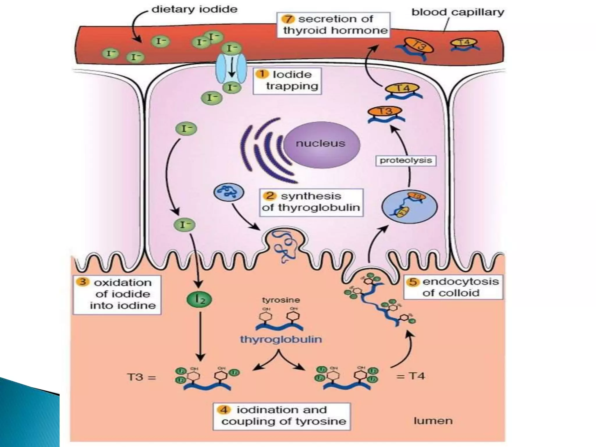 Synthesis of thyroid hormones | PPTX