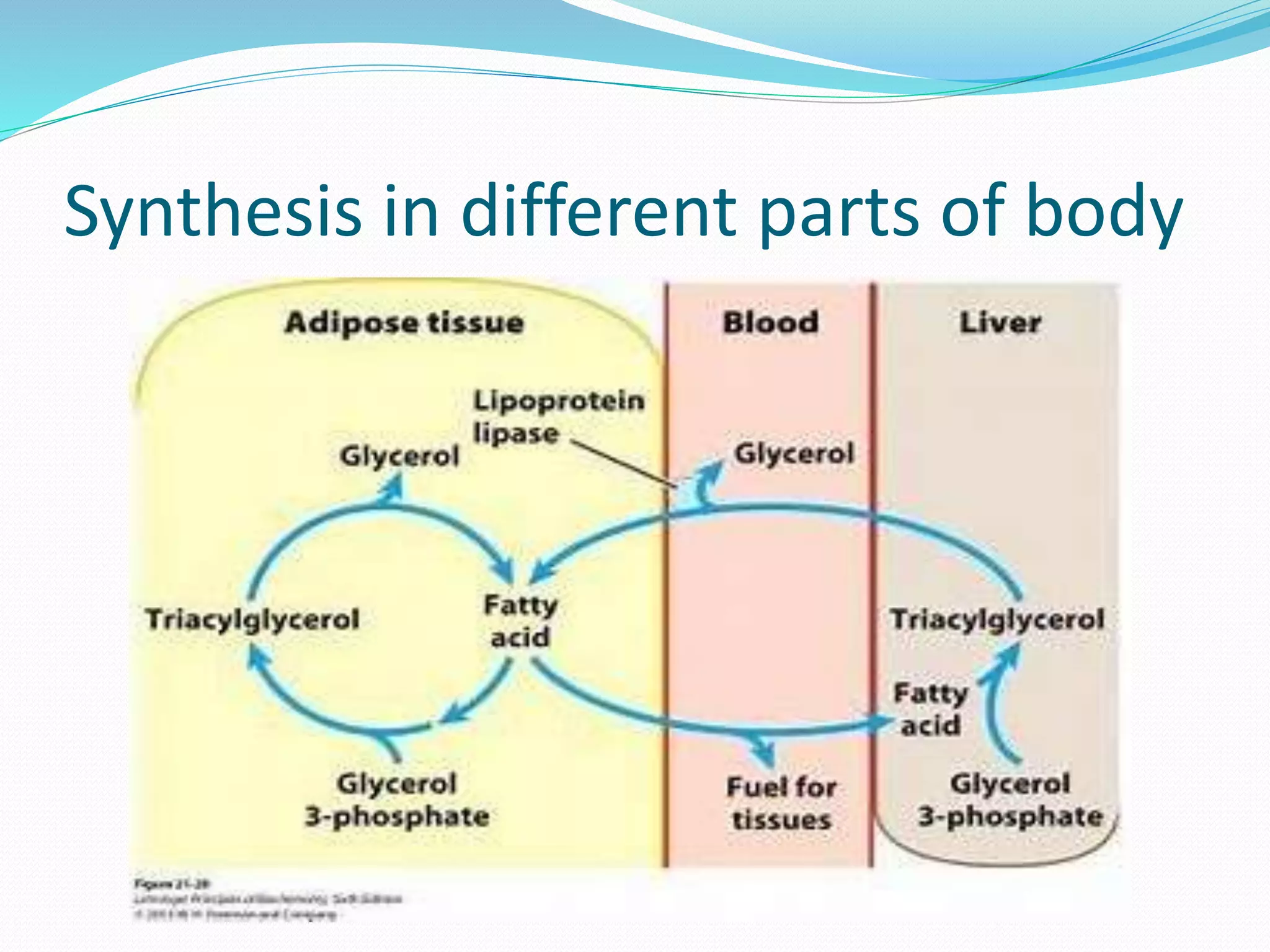 Synthesis of triacyl | PPT