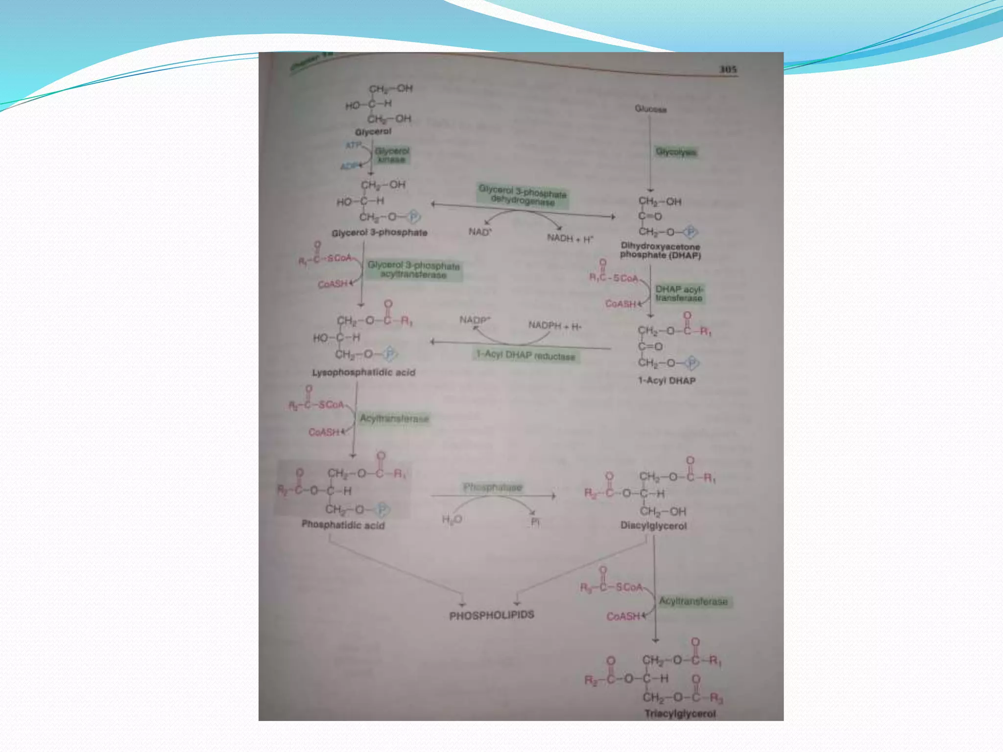 Synthesis of triacyl | PPT