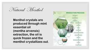 Natural & Synthetic menthol Databases | PDF