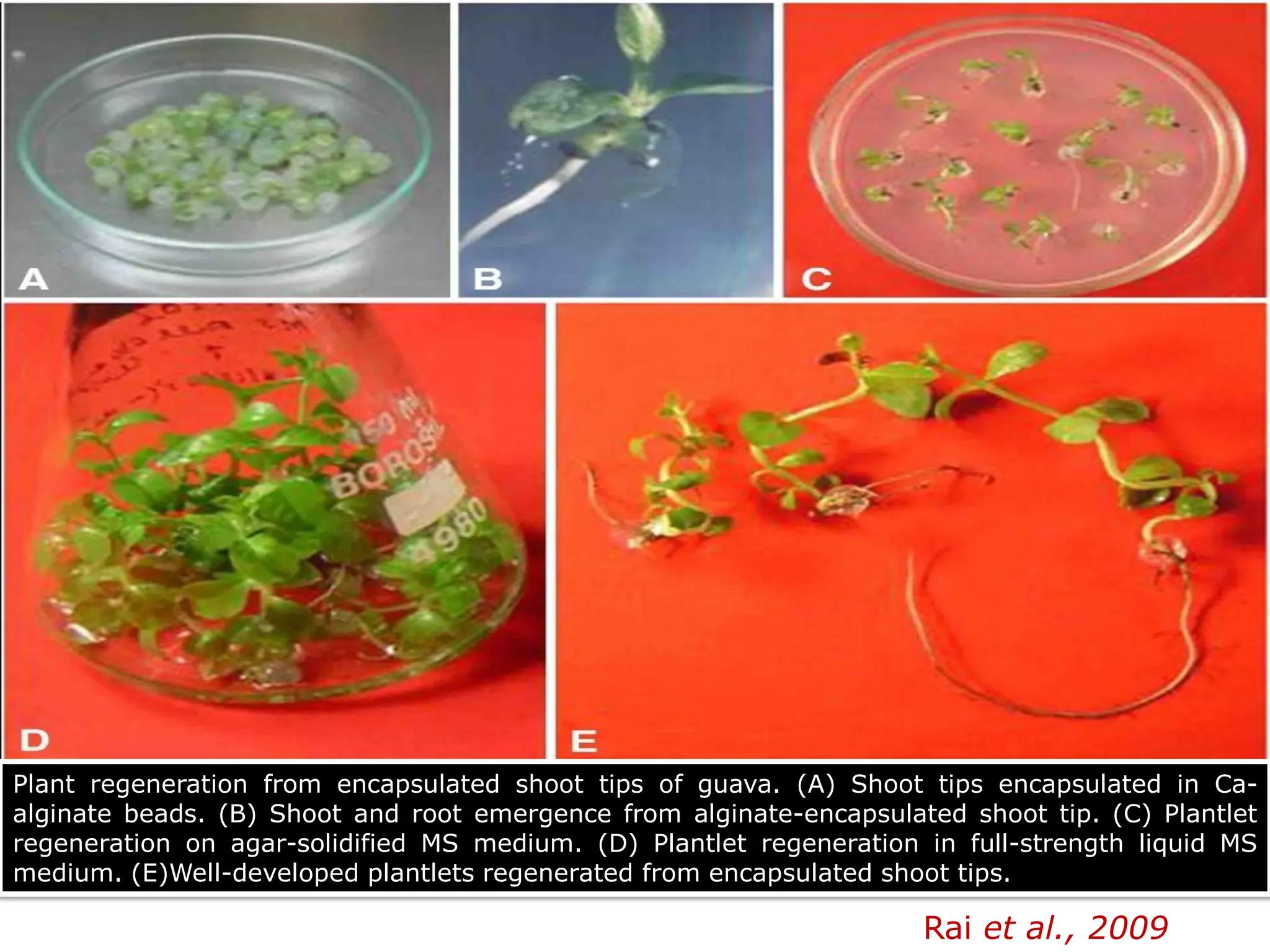 SYNTHETIC-SEED Tissue culture methods BSc Botany pdf | PPT