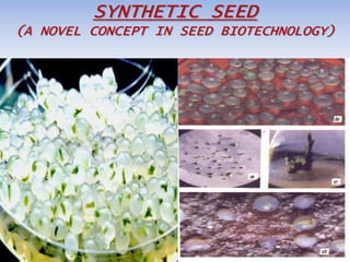 SYNTHETIC-SEED Tissue culture methods BSc Botany pdf | PPT | Free Download