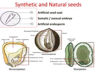 SYNTHETIC-SEED Tissue culture methods BSc Botany pdf | PPT