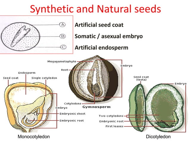 SYNTHETIC-SEED Tissue culture methods BSc Botany pdf | PPT