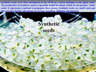 Synthetic-Seeds-.ppt