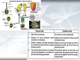 Synthetic-Seeds-.ppt