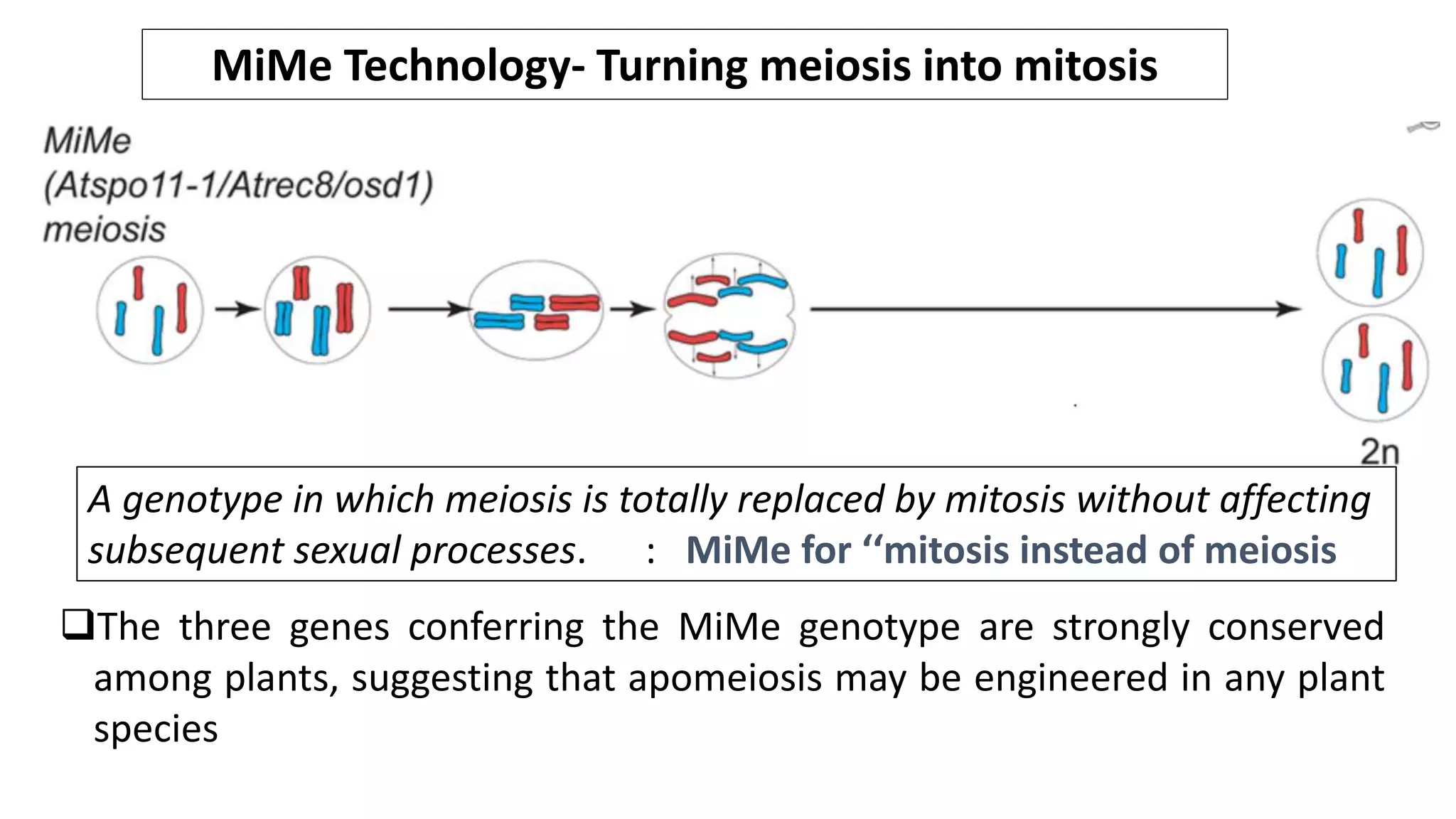 synthetic apomixis by gene editing | PPTX