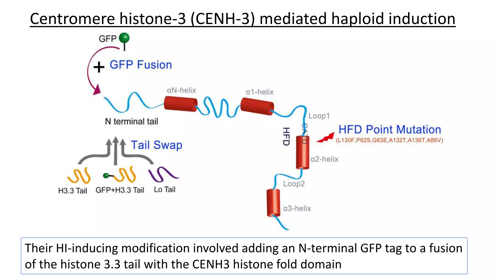 synthetic apomixis by gene editing | PPTX