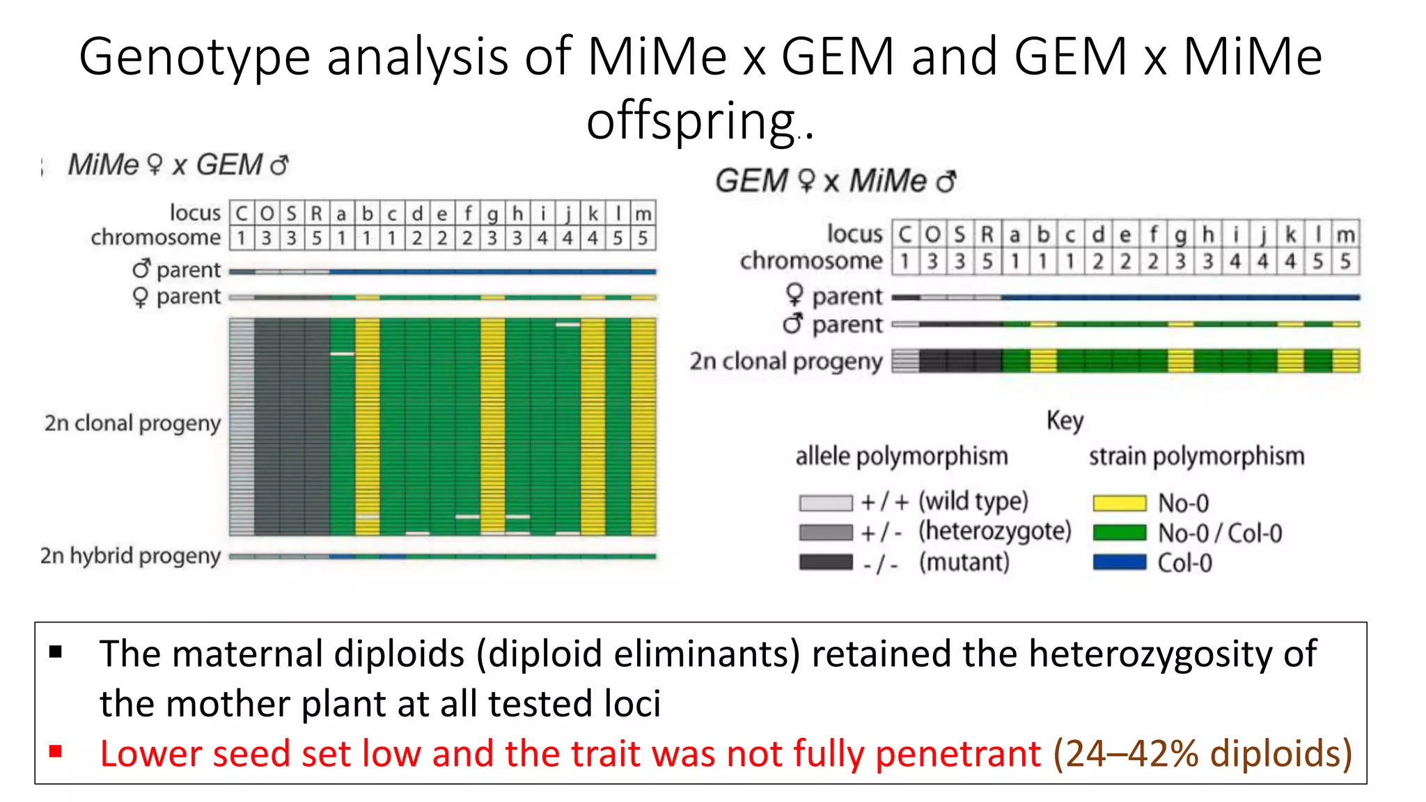 synthetic apomixis by gene editing | PPTX