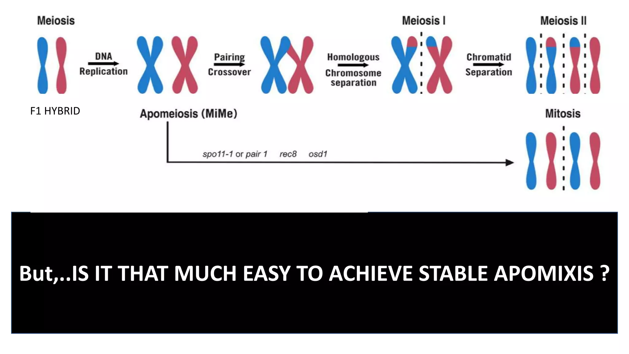 synthetic apomixis by gene editing | PPTX