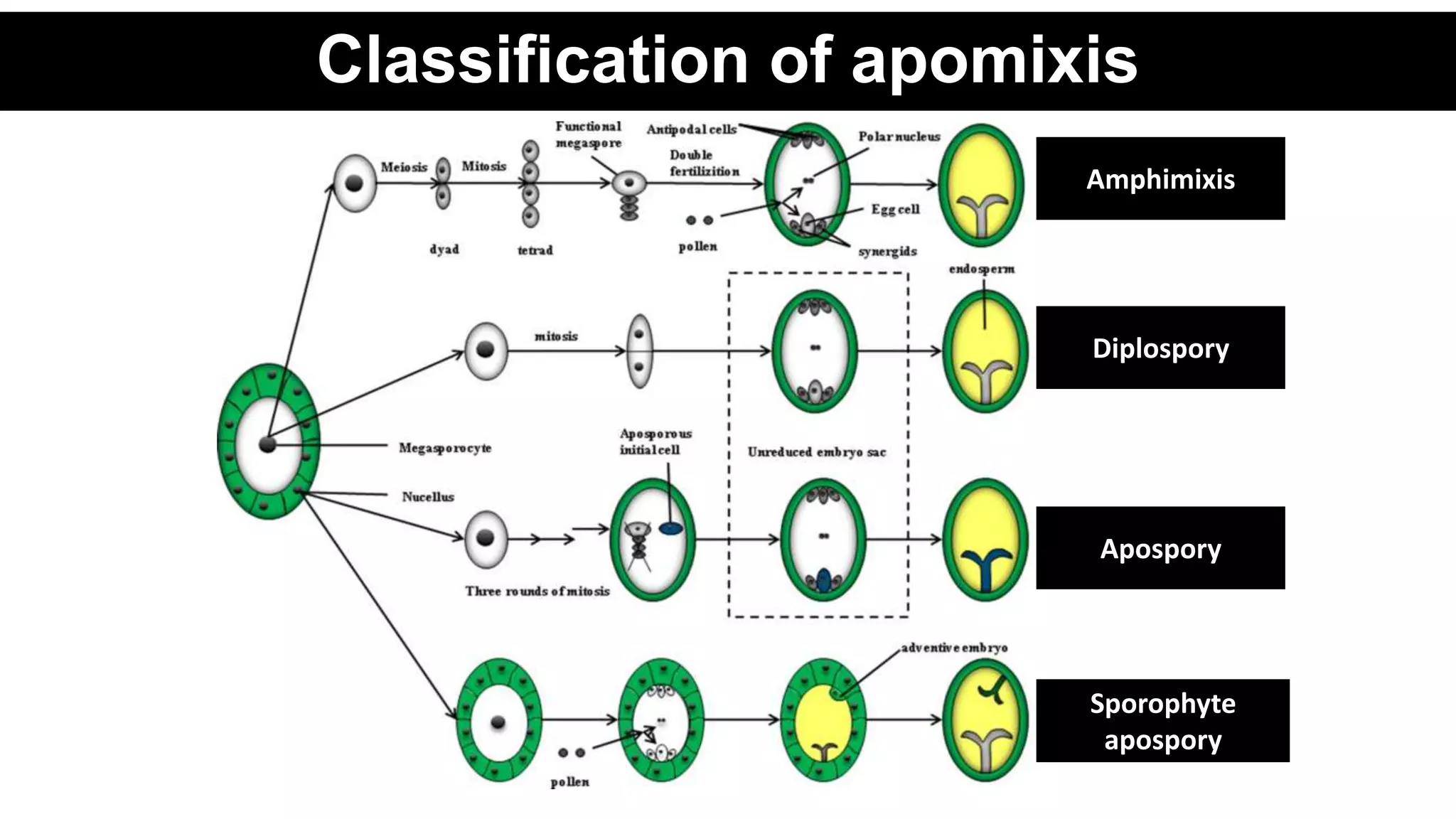 synthetic apomixis by gene editing | PPTX