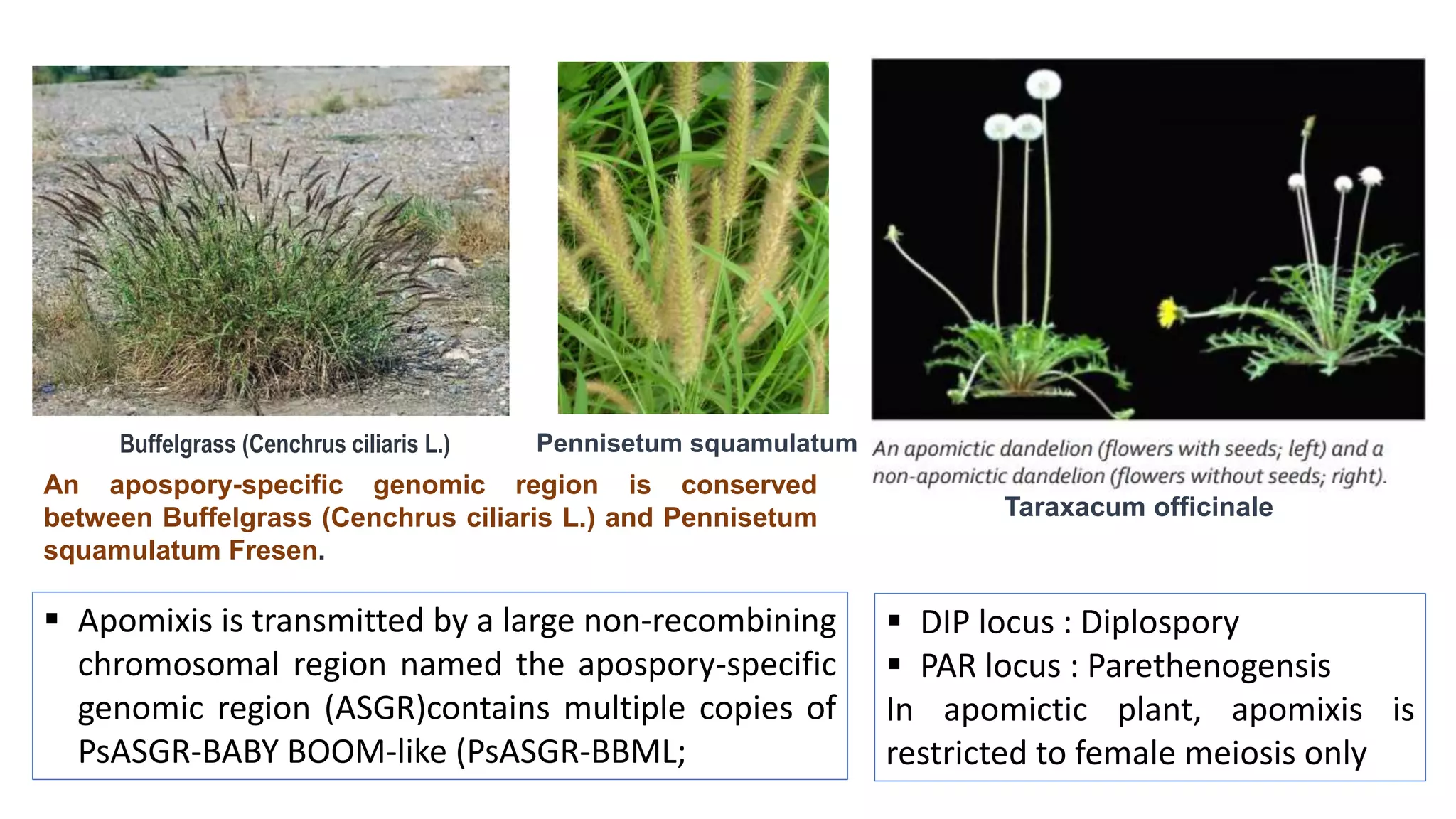 synthetic apomixis by gene editing | PPTX