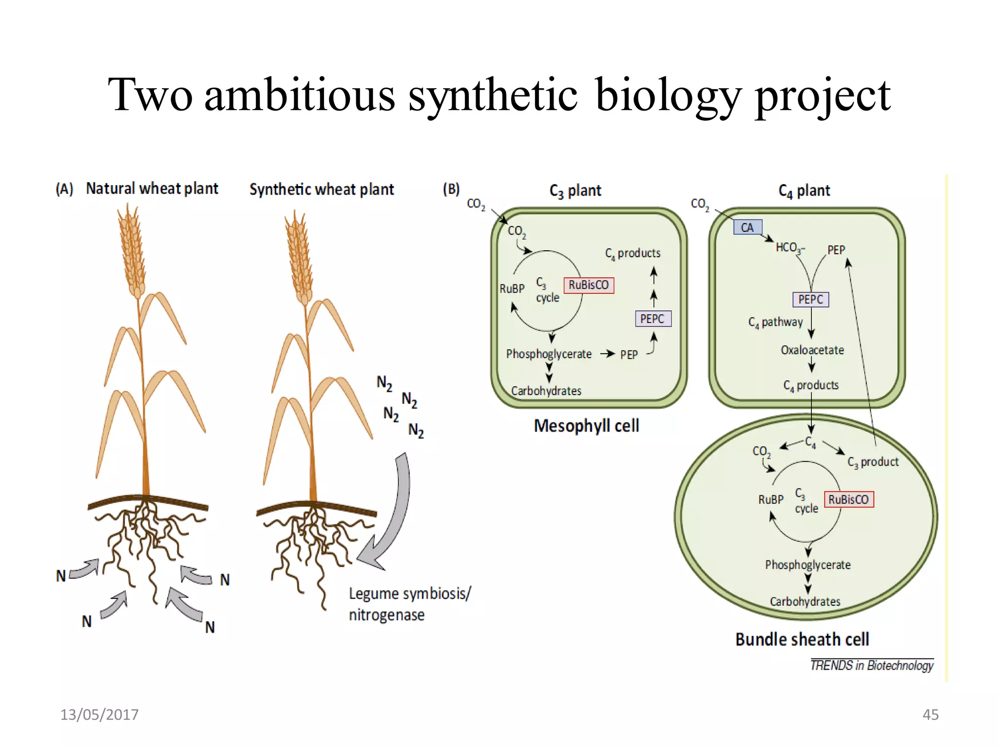 Synthetic biology for pathway engineering | PDF