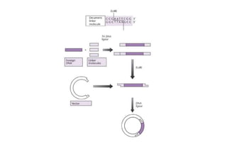 Synthetic construction of vectors | PPTX