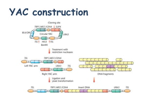Synthetic construction of vectors | PPTX