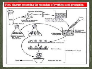 Synthetic seed | PPTX