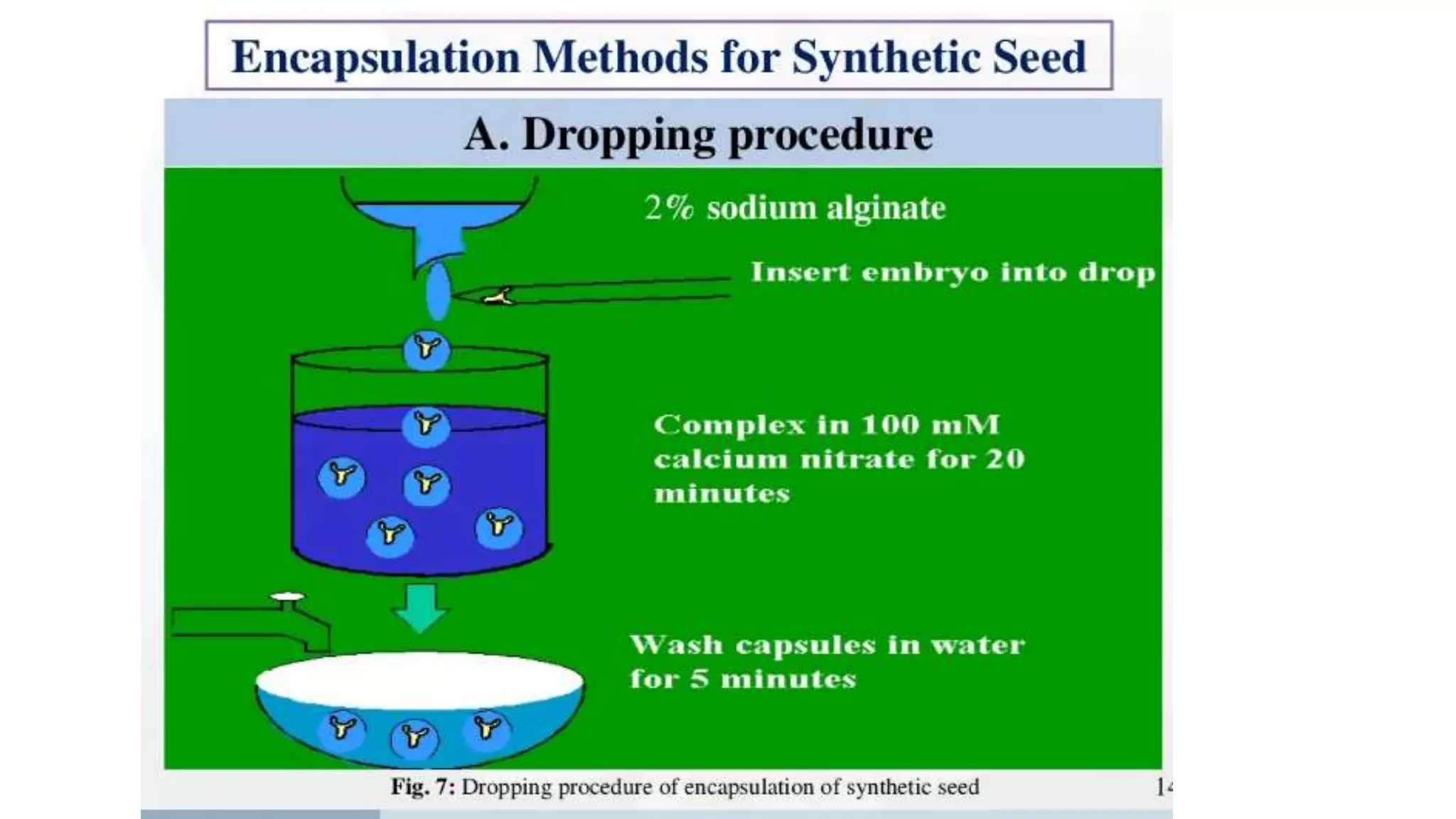 SYNTHETIC SEED.pptx