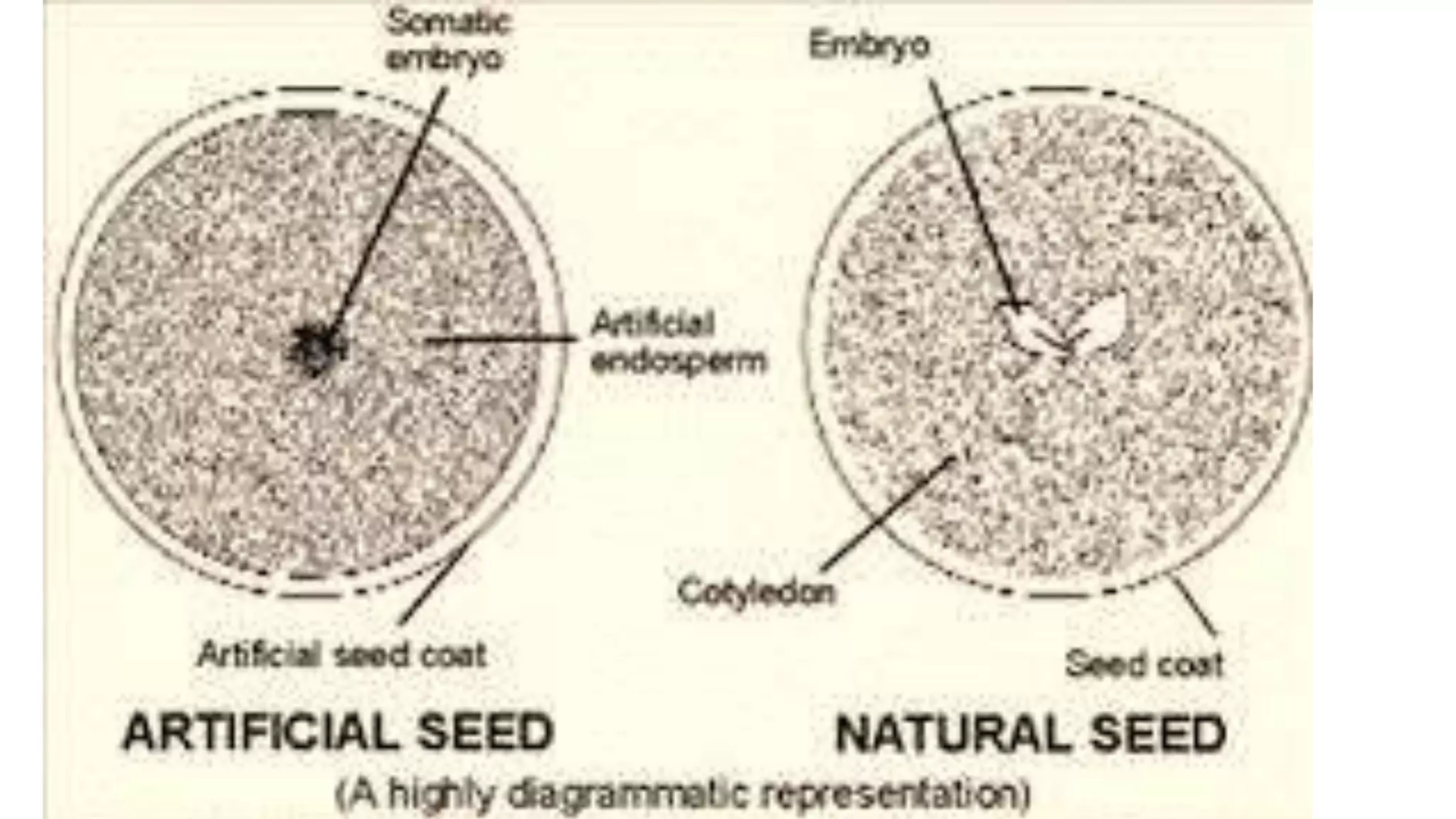 SYNTHETIC SEED.pptx