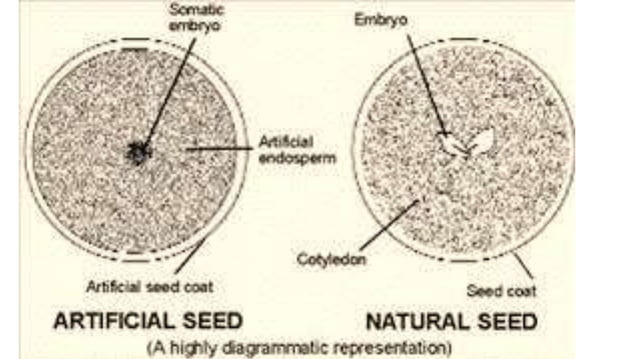 SYNTHETIC SEED.pptx | Agriculture | Industries