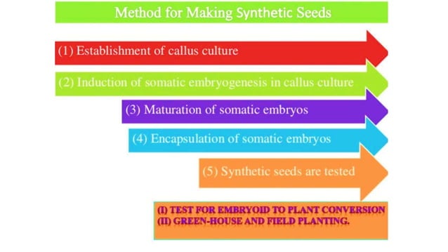 SYNTHETIC SEED.pptx | Agriculture | Industries